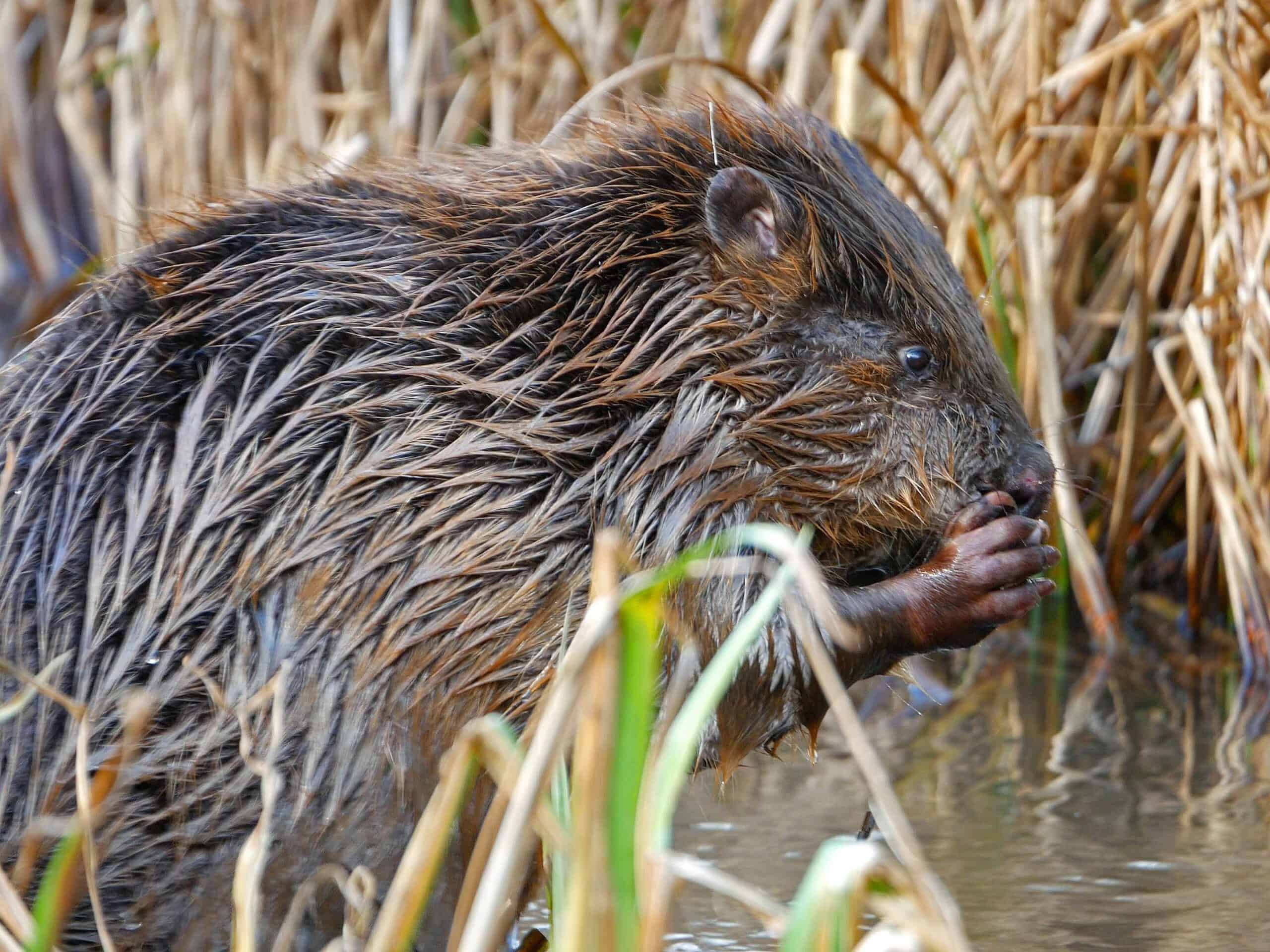 Beavers are back in Dorset - The BV