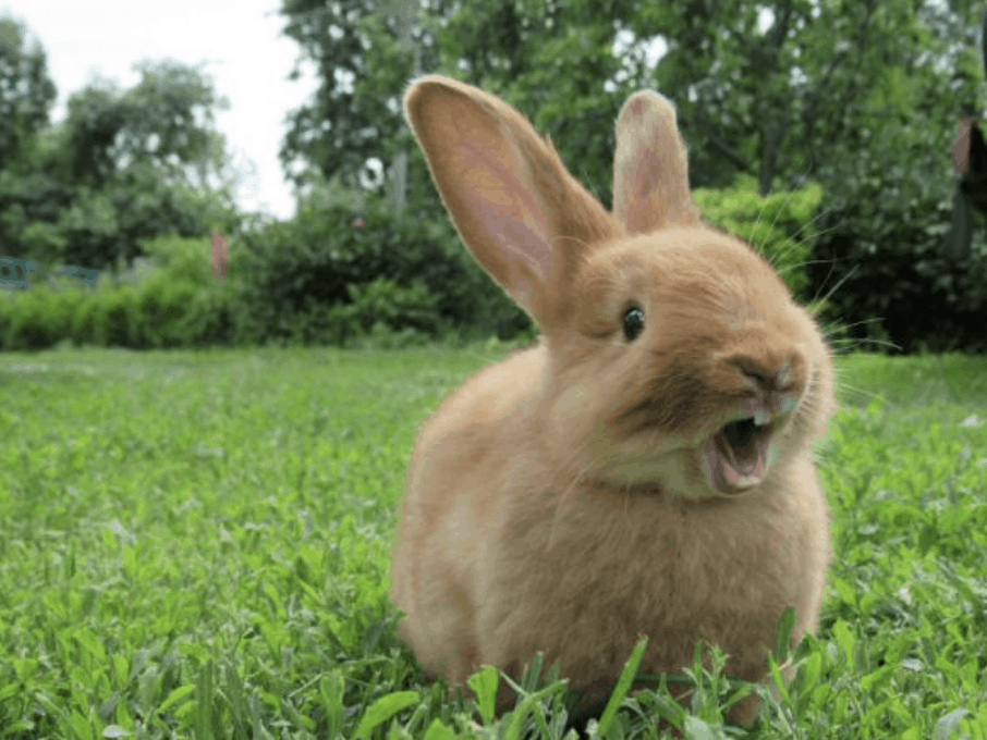 Know the Signs of Flystrike — How to Spot Flystrike in Rabbits & Small ...