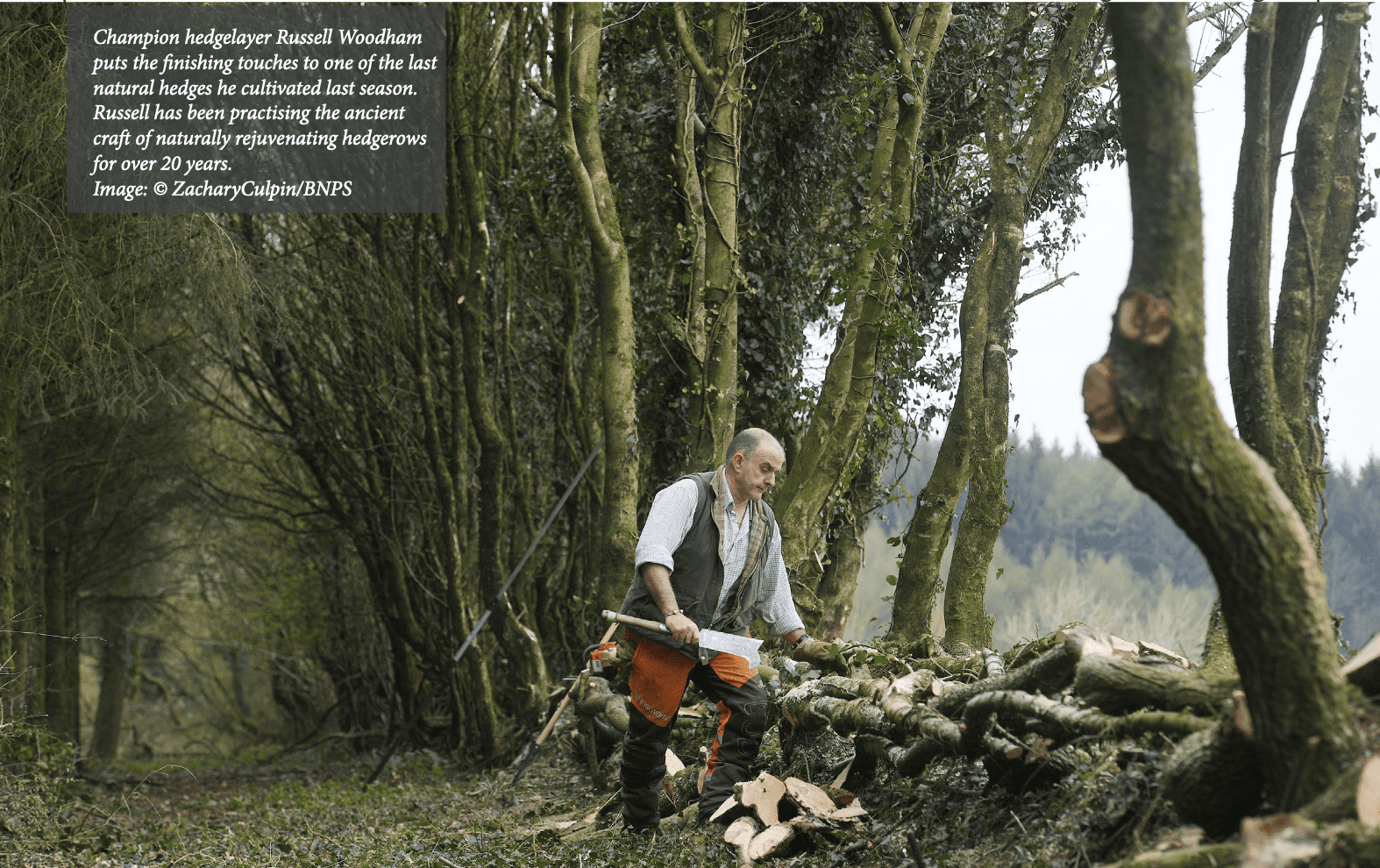 The skills that make Russell a champion hedge-layer - The BV