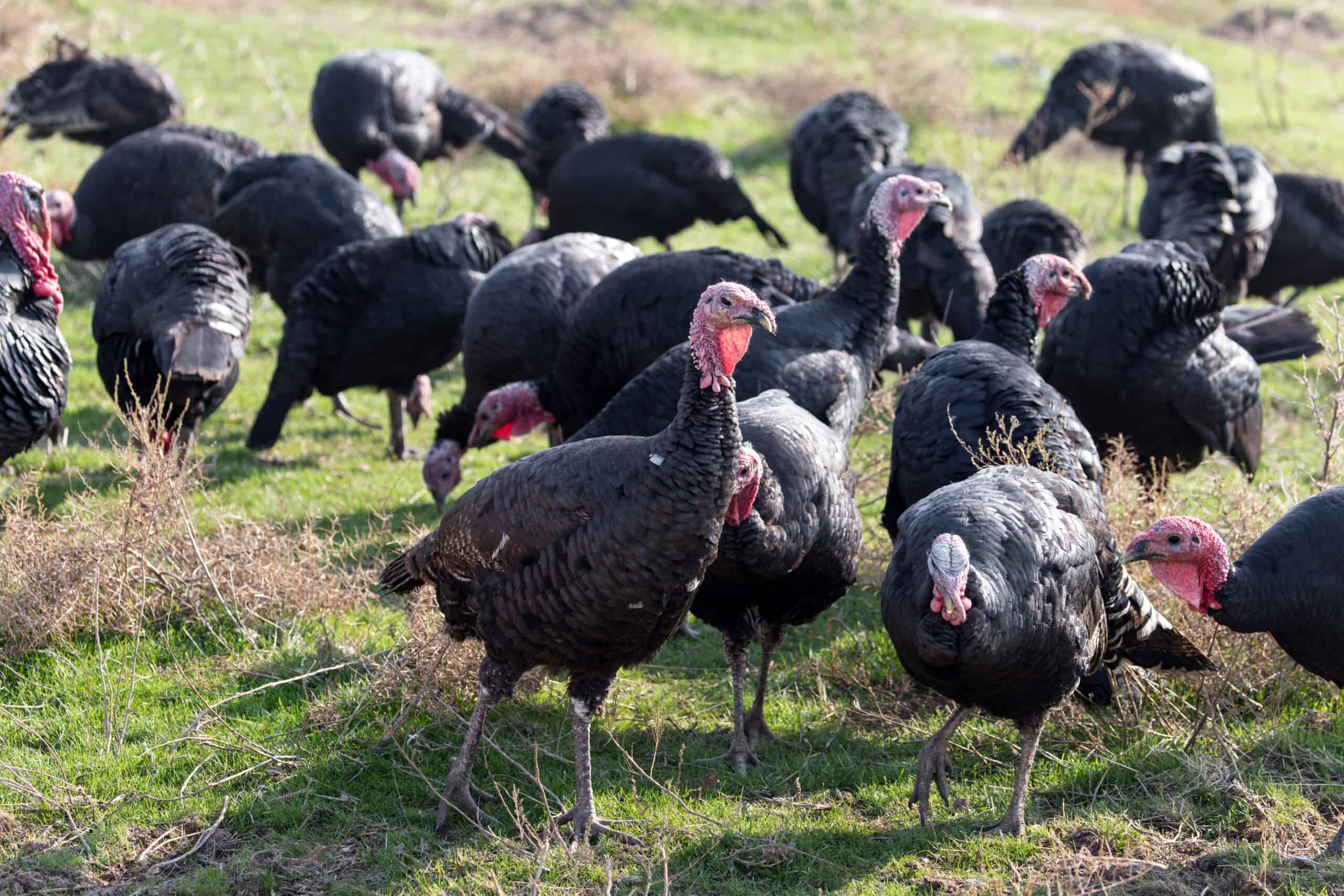 Shopping local could save your bacon (and turkey) this Christmas - The BV