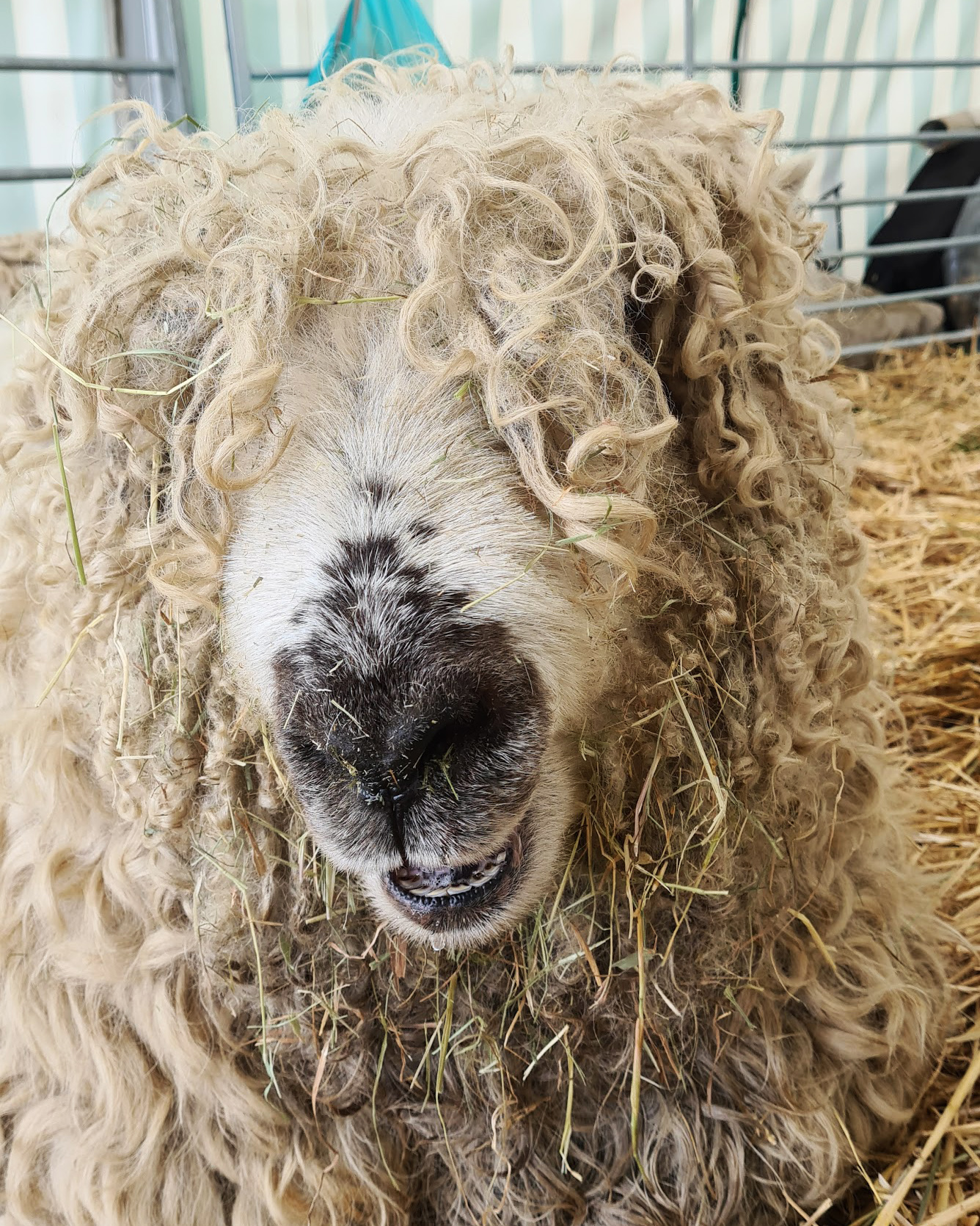 A brilliant day out at the Spring Countryside Show - The BV
