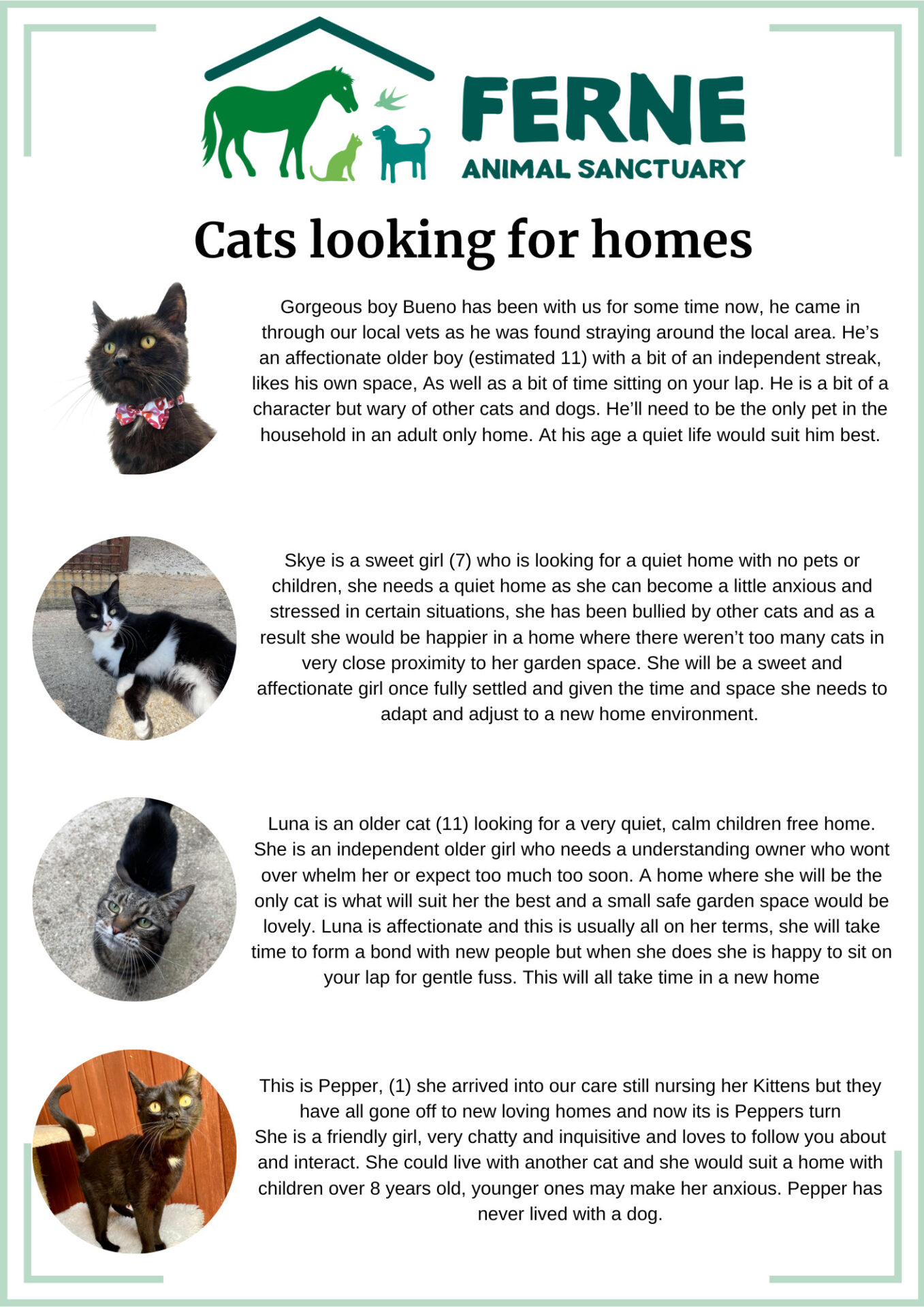 Ferne Animal Sanctuary: Cats lookimg for homes July 2023 - The BV