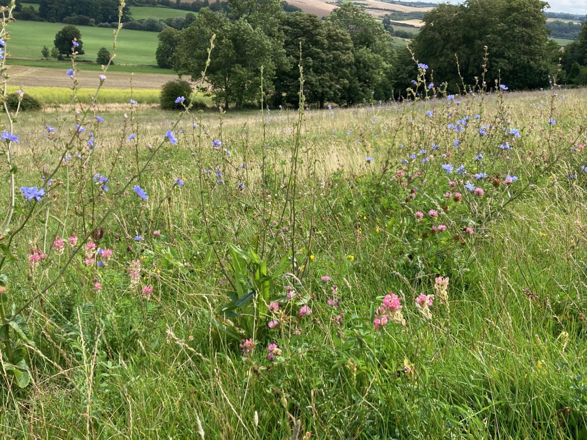 Insect adventures, a tricky harvest and sustainable farming - The BV