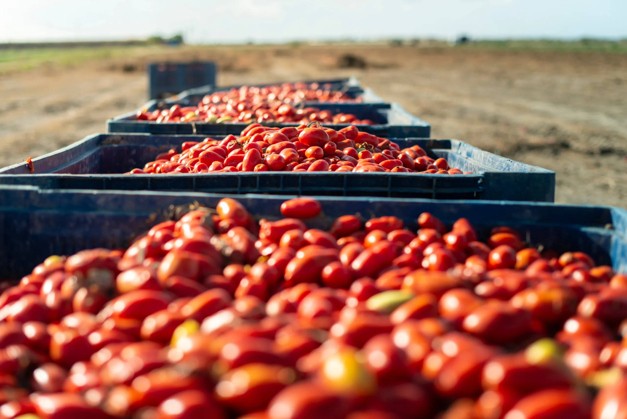 Importing tomatoes, exporting common sense - The BV